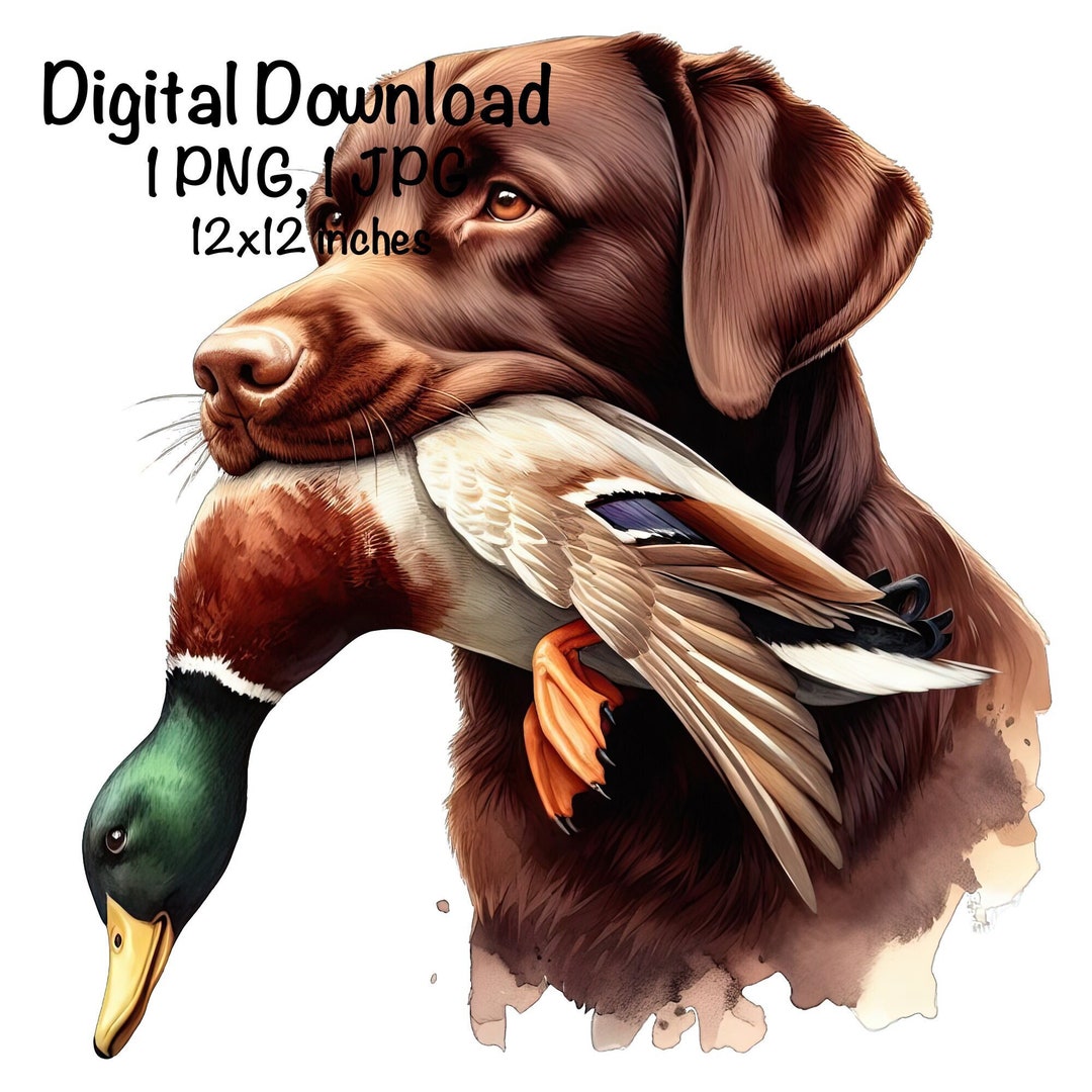 Chocolate Labrador Dog PNG Duck Hunting Dog PNG Commercial Use Hunting ...