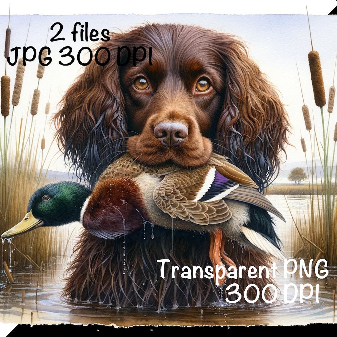 Boykin Dog PNG Duck Hunting Boykin Spaniel Dog PNG Commercial Use ...