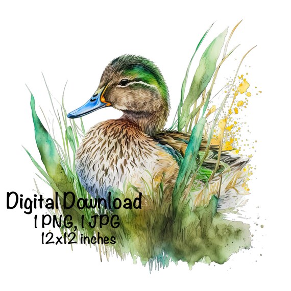 Lindo Clip Art De Pato Real Donald Duck | Disney Fanon Wiki | Fandom