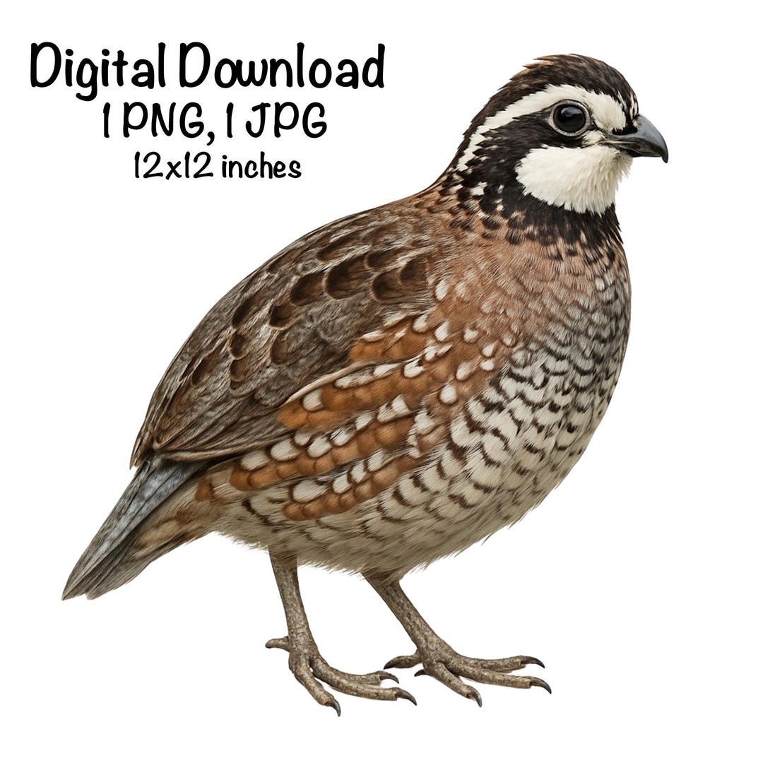 Bobwhite Quail Bird Sublimation PNG, Bobwhite Quail Flying PNG ...