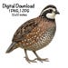 Bobwhite Quail Bird Sublimation PNG, Bobwhite Quail Flying PNG ...