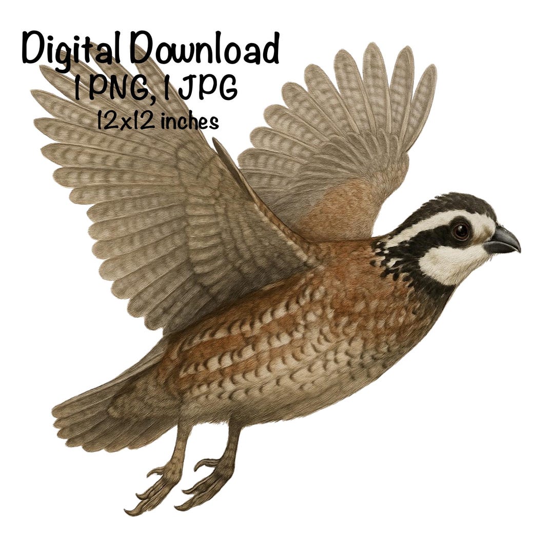 Bobwhite Quail Bird Sublimation PNG, Bobwhite Quail Flying PNG ...