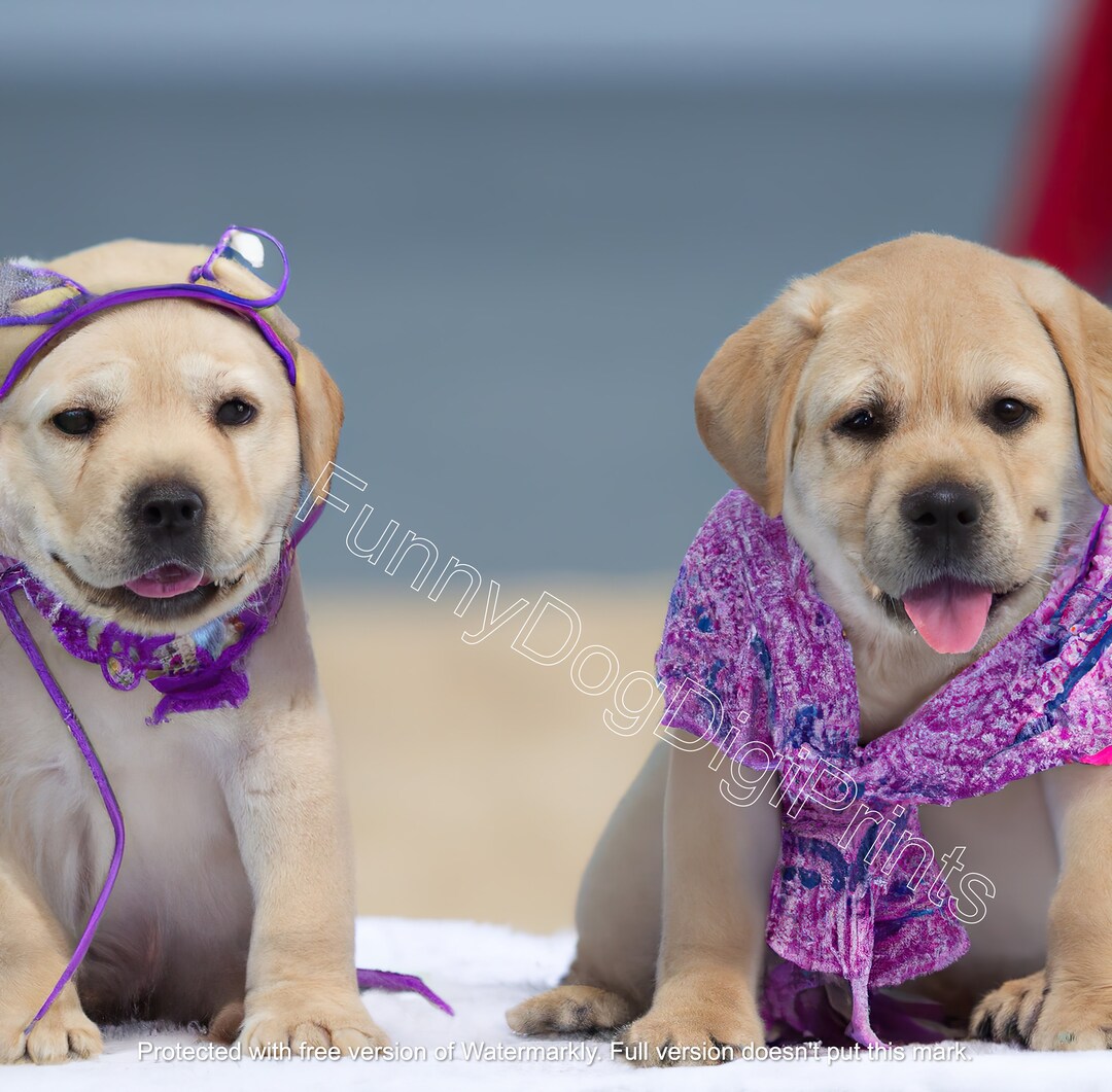 Puppies at the Beach Wearing Swimwear. - Etsy