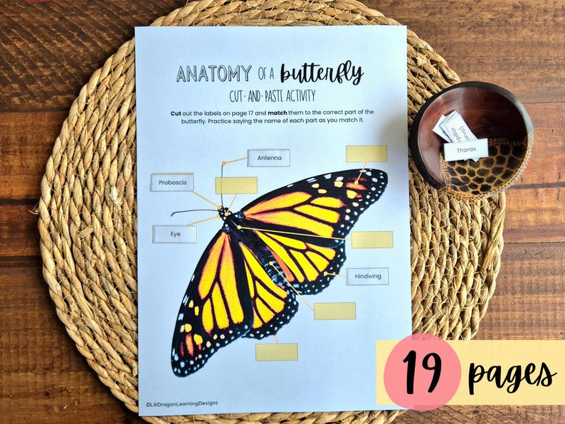 Butterfly Life Cycle Activity Pack: Flashcards, Anatomy, Observation ...