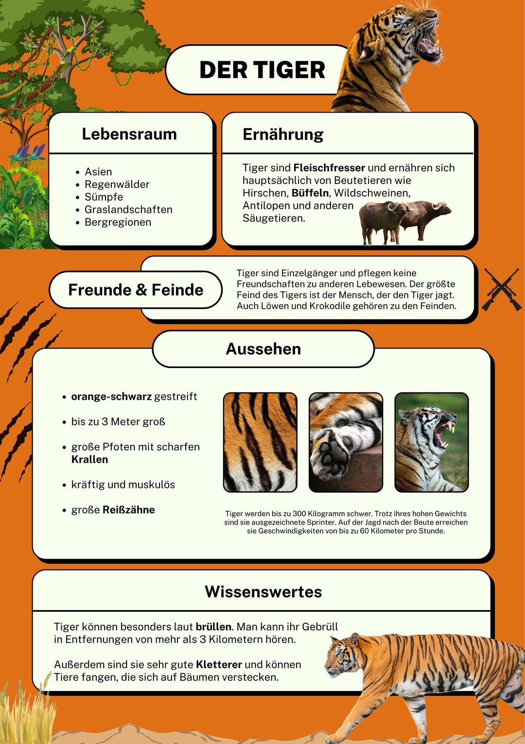 Animal Poster "the Tiger" for Learning for Children - Poster 05 - Ideal ...