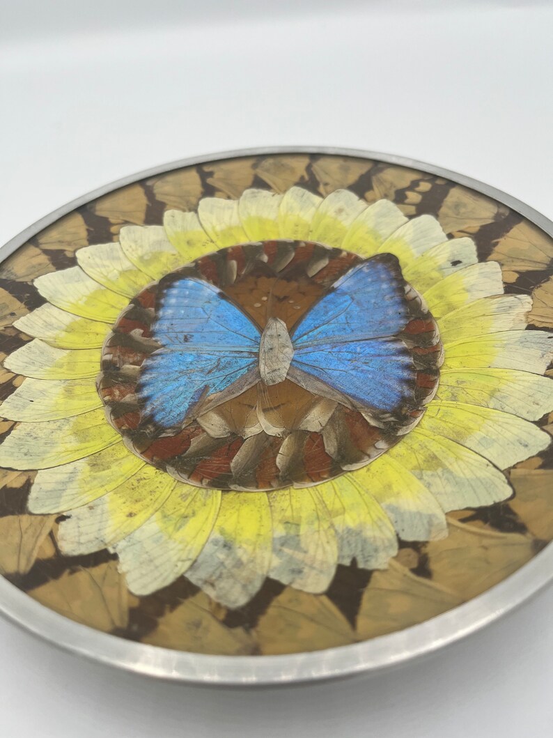 Blue Morpho Butterflies Butterfly Wing Plate Wall Hanging - Etsy