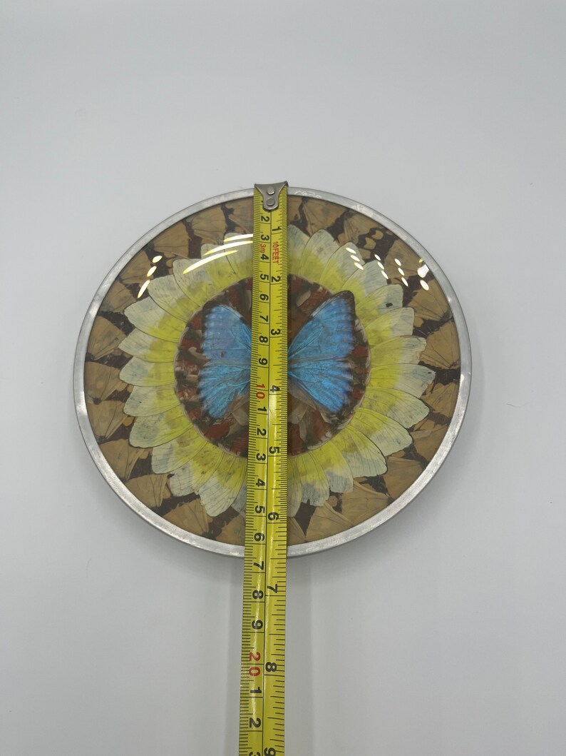 Blue Morpho Butterflies Butterfly Wing Plate Wall Hanging - Etsy