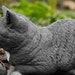Unigue Stone Cat Statue Sleeping Cat Figure Concrete Cat Sculpture Cat ...
