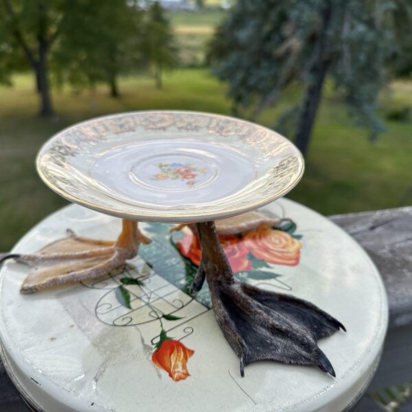 Goose Taxidermy - Etsy