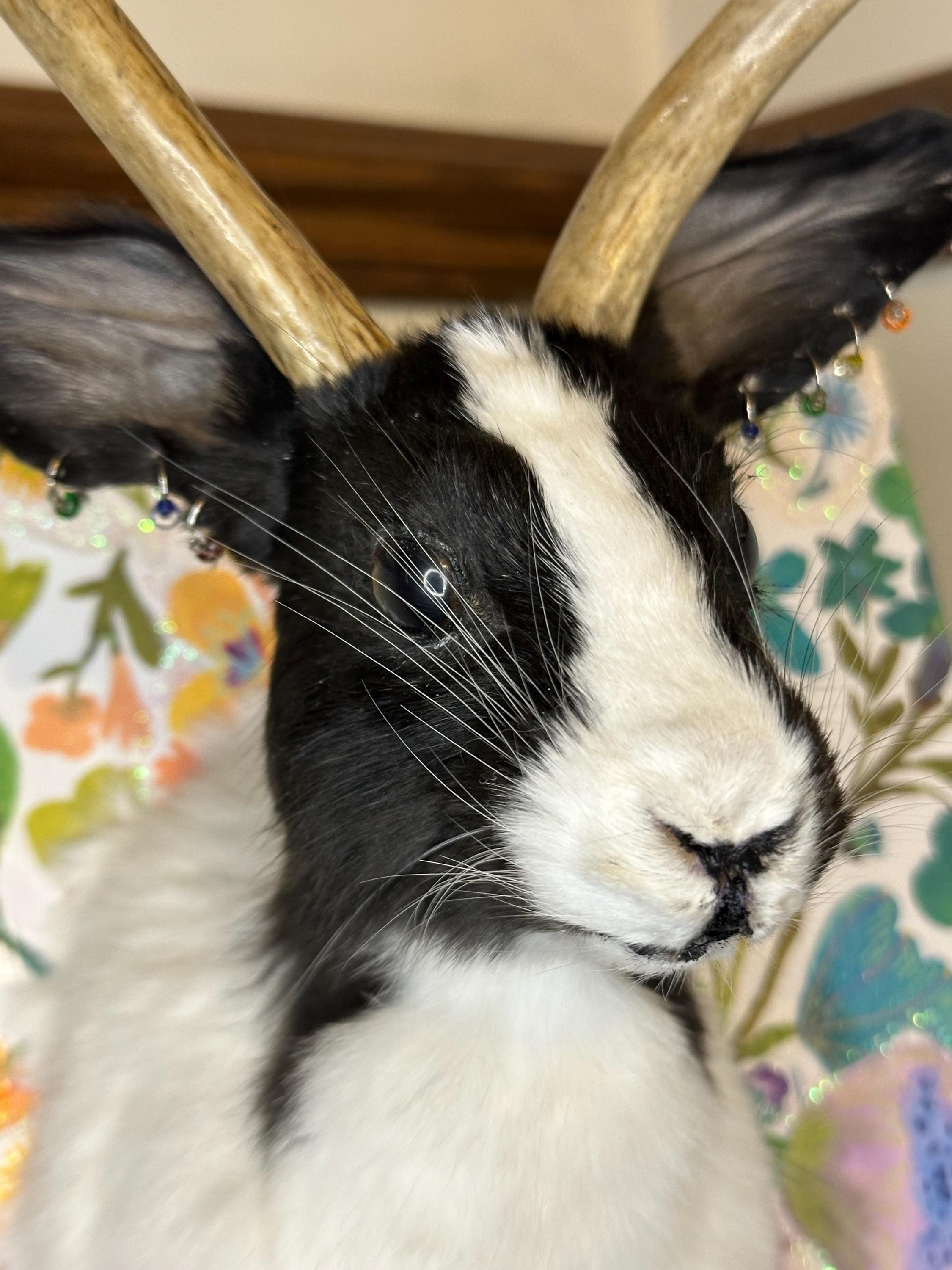 Rainbow Themed Jackalope - Etsy