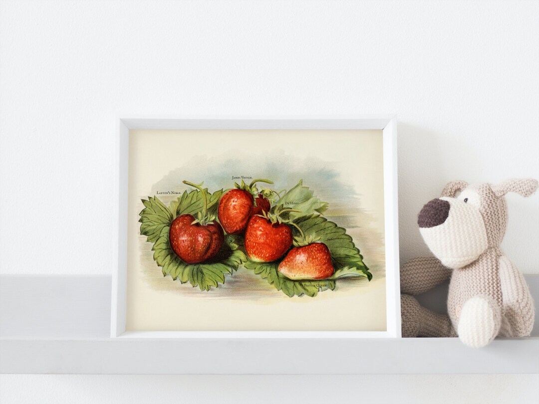 Vintage Fruit Poster, Botanical Fruit Print, Vintage Poster, Vintage ...