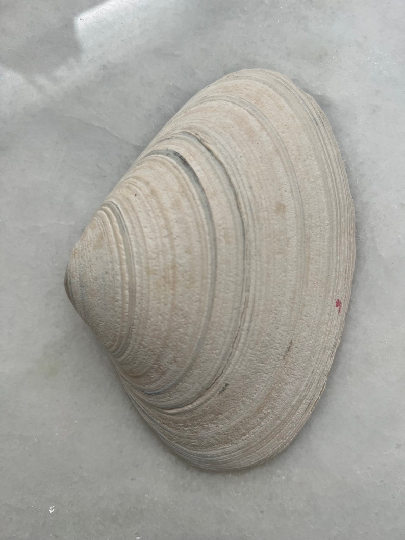 Hand Painted Seashell - Etsy