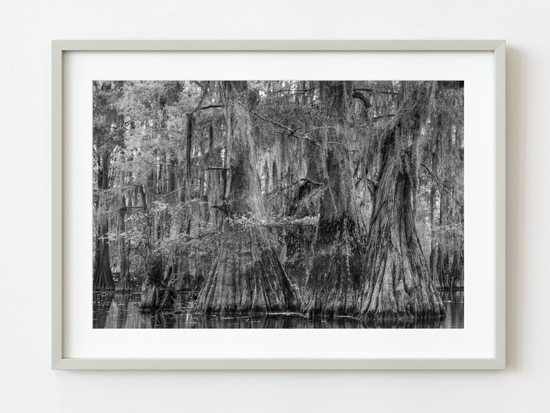 Dense Cypress Tree Grove in the Louisiana Swamps Photo Art Print - Etsy