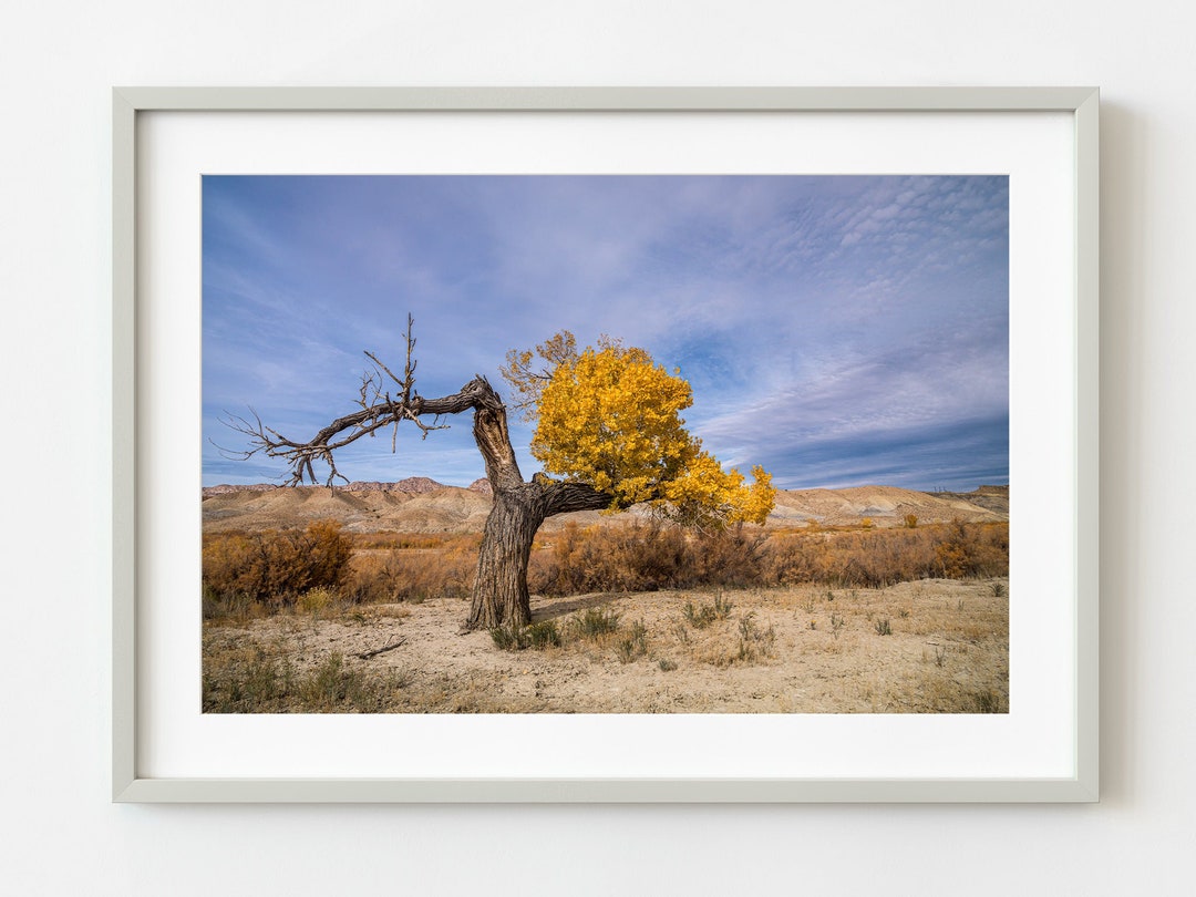 Dying Cottonwood Tree in the Fall Photo Art Print - Etsy
