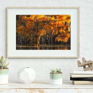 Cypress Trees Glowing With Sunset Color | Wall Art - Etsy