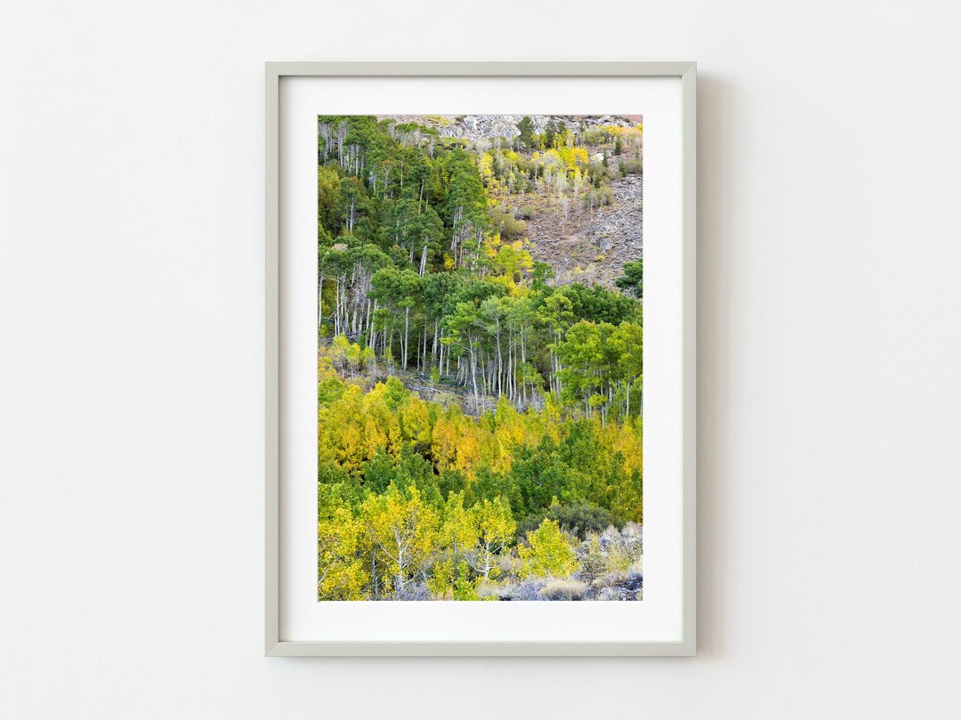 Eastern Sierra Tree Line | Wall Art - Etsy