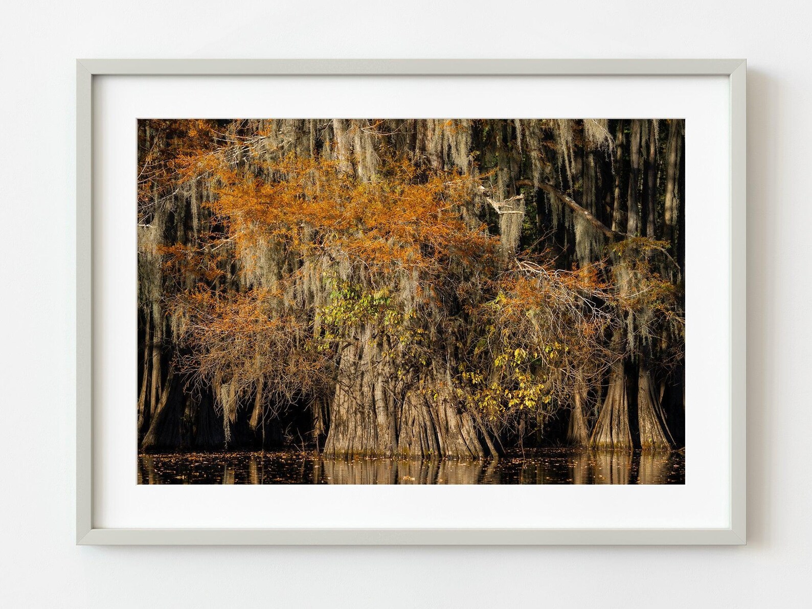 Old Cypress Tree With Spanish Moss and Colorful Foliage | Wall Art - Etsy