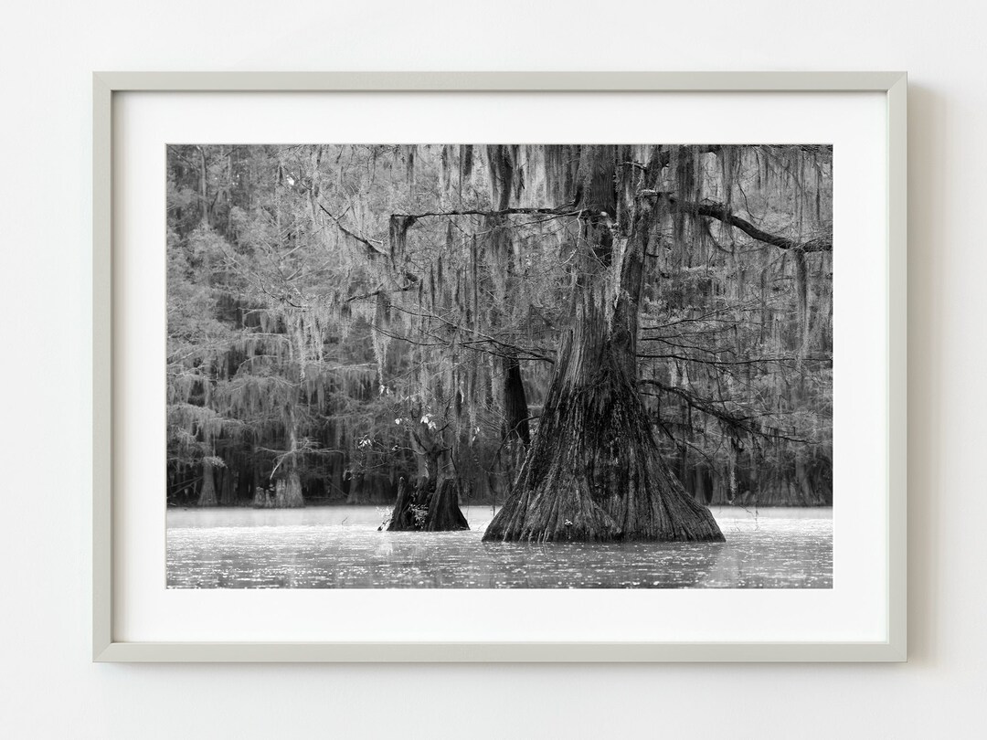 Grand Old Cypress Trees Texas Swamps - Etsy