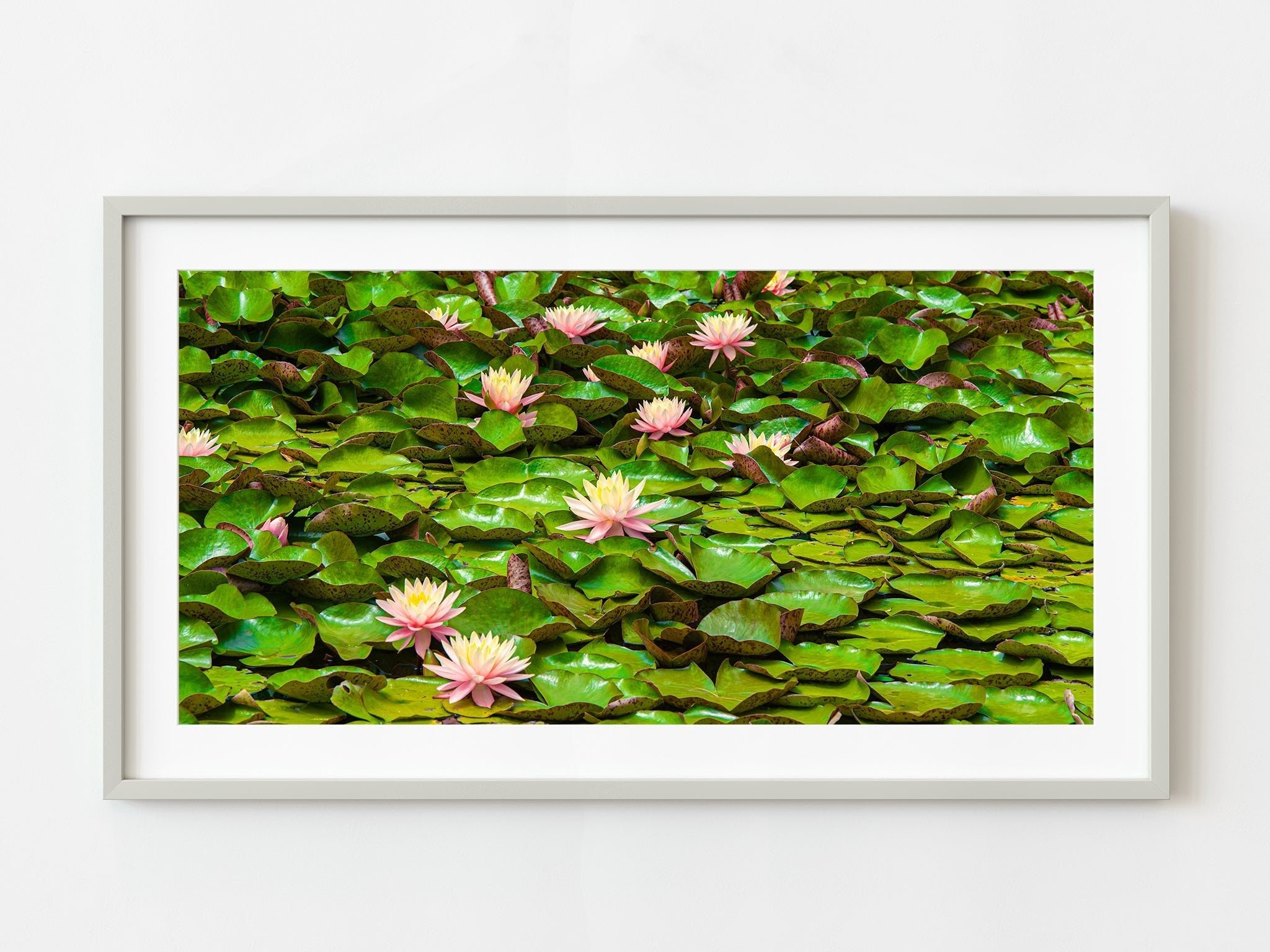 Beautiful Lily Pads