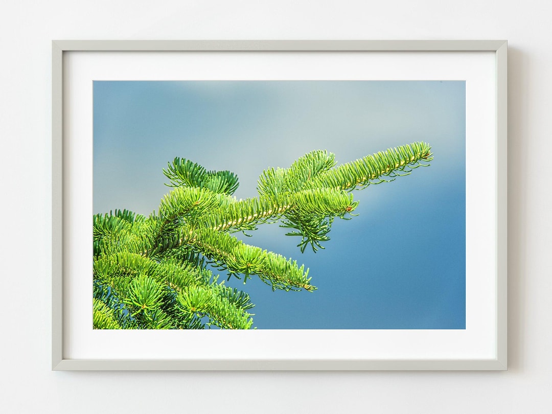 Haliburton Forest Photography Print: Balsam Fir Branch Art, Northern ...