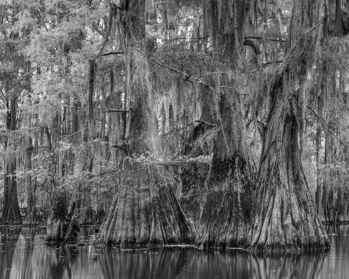 Dense Cypress Tree Grove in the Louisiana Swamps Photo Art Print - Etsy