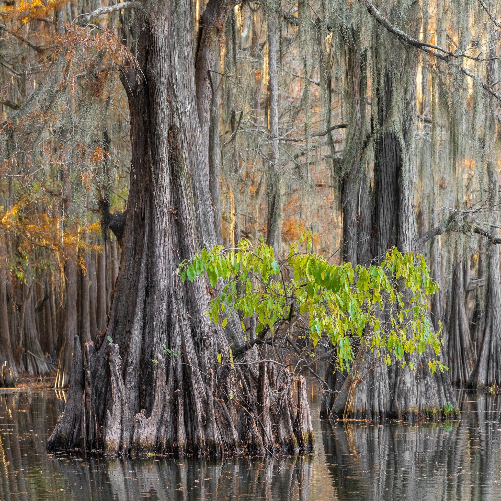 Old Cypress Trees in the Fall in Texas Wall Art - Etsy
