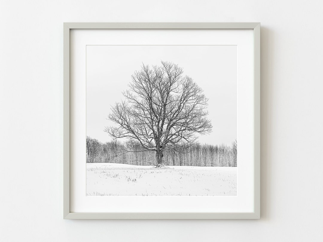 Lone Maple Tree in Farmers Field Haliburton County Photo Art Print - Etsy