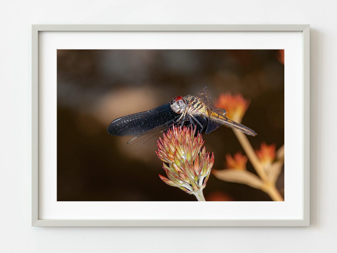 Fine Art Dragonfly Photography Print: Haliburton Highlands Macro Detail ...