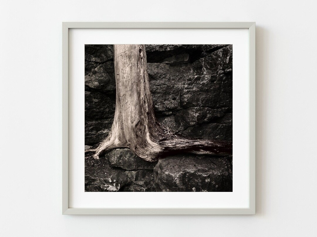 Old Tree Grows Out of a Rock Face Against All Odds | Wall Art - Etsy