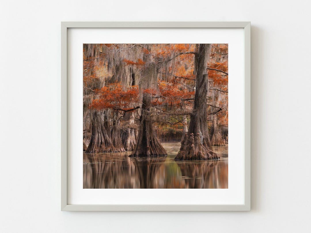 Grand Old Cypress Trees in the Fall | Wall Art - Etsy