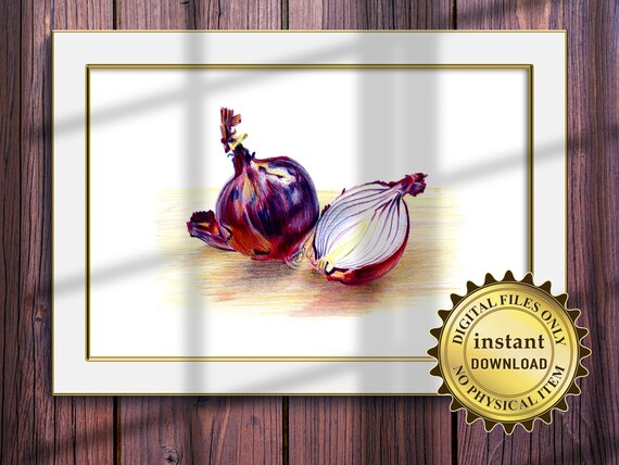 Red Onion Drawing