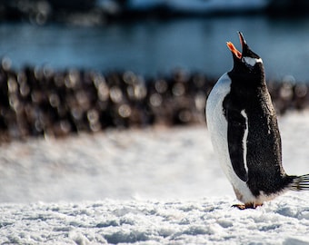Grumpy Adelie Penguin in Antarctica. 12x16 Wildlife Fine Art Print ...