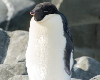 Grumpy Adelie Penguin in Antarctica. 12x16 Wildlife Fine Art Print ...
