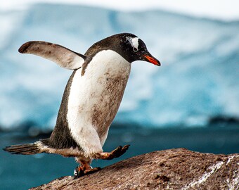 Gentoo Penguin. Unframed Wildlife Fine Art Print. 16x12". Digital ...