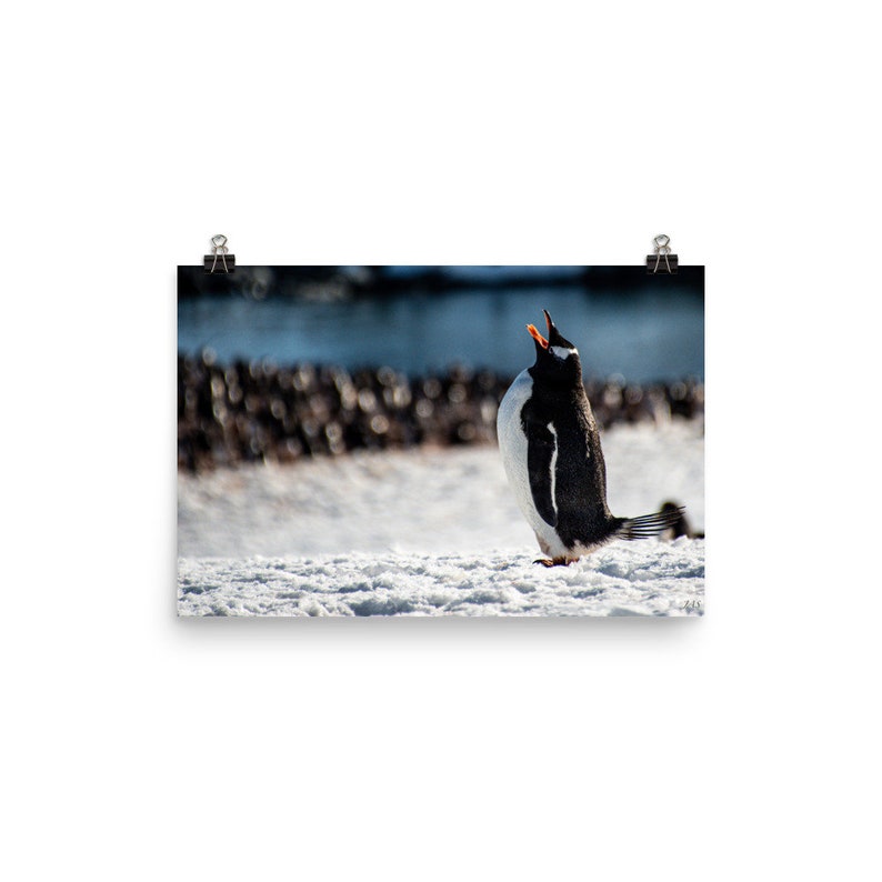 Gentoo Penguin Calling. Wildlife Fine Art Print. Digital Photograph ...