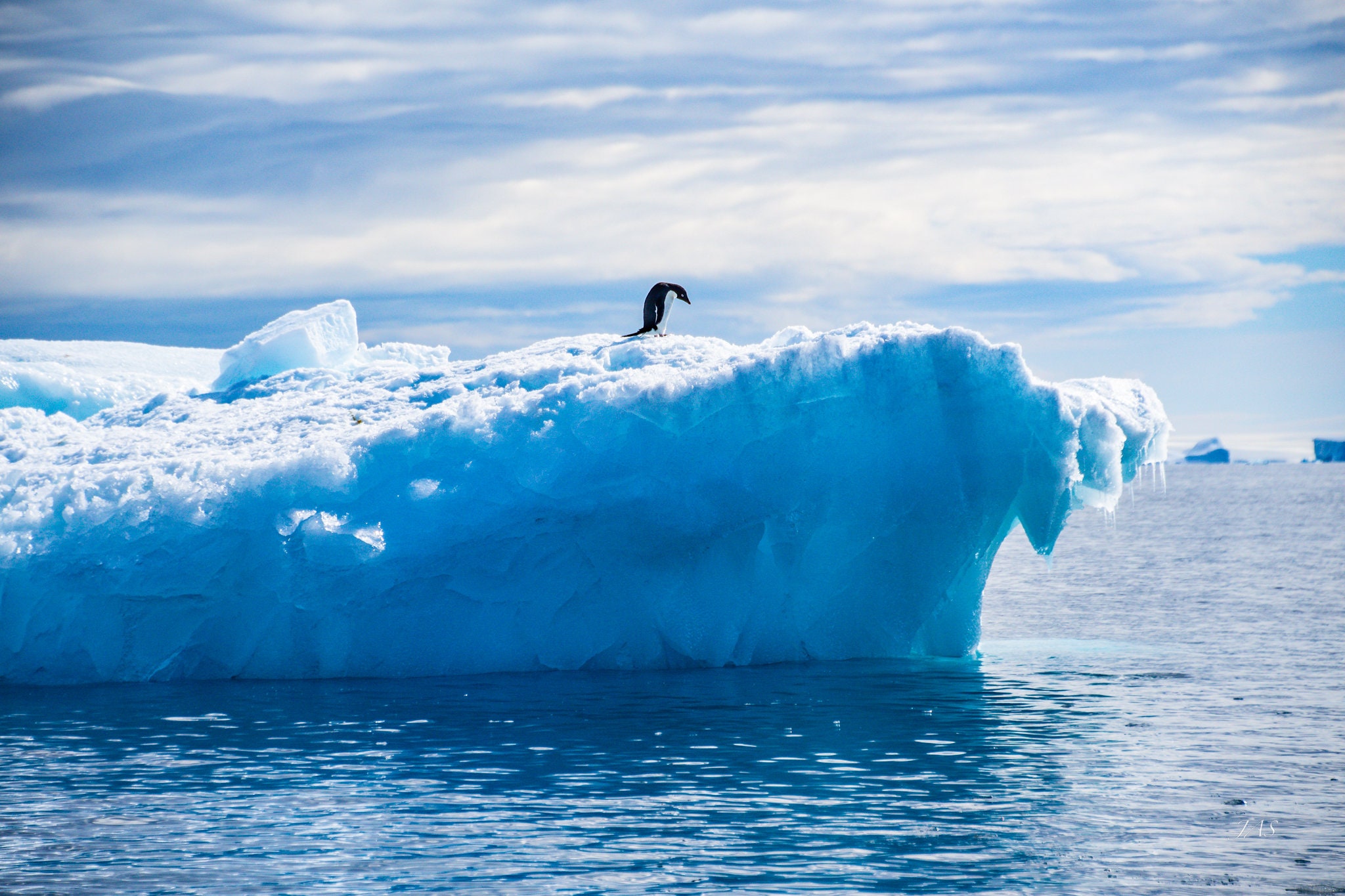 Penguin on Iceberg. Wildlife Fine Art Print. Wood Framed. Antarctica ...