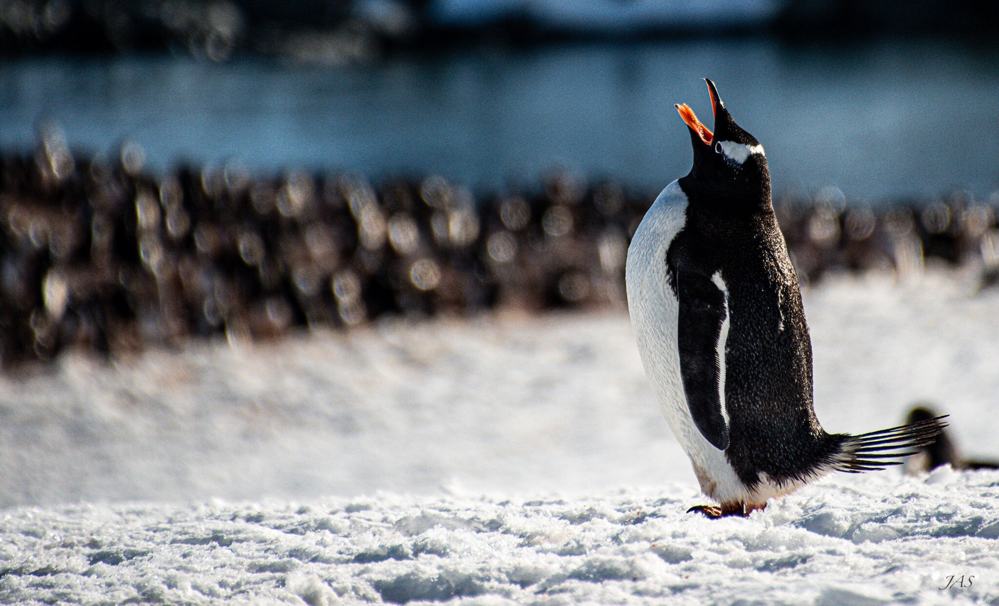 Gentoo Penguin Calling. Wood Framed Wildlife Fine Art Print. Digital ...