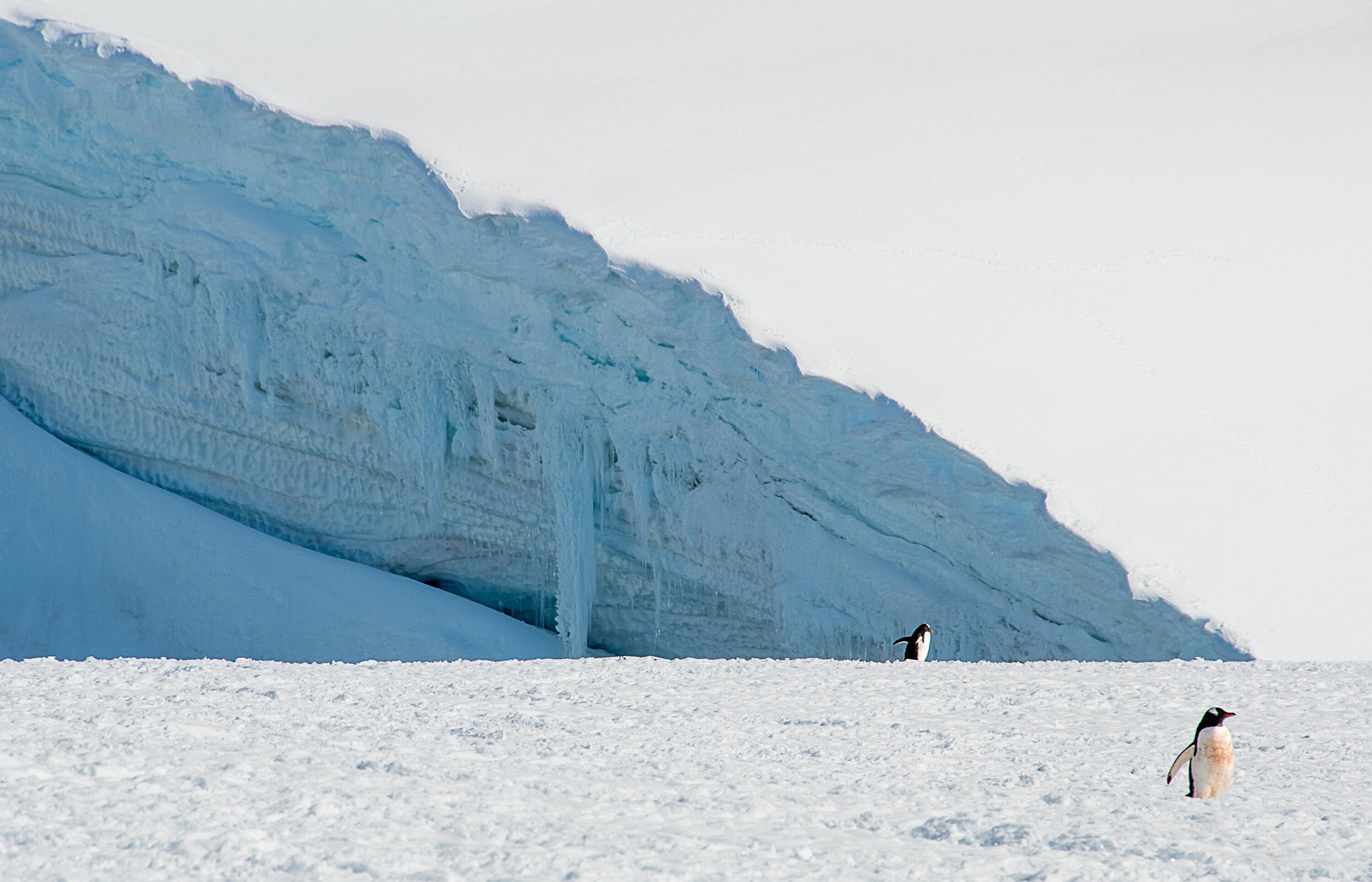 Antarctic Landscape. 18x12" Fine Art Print. Penguin. the Great White ...