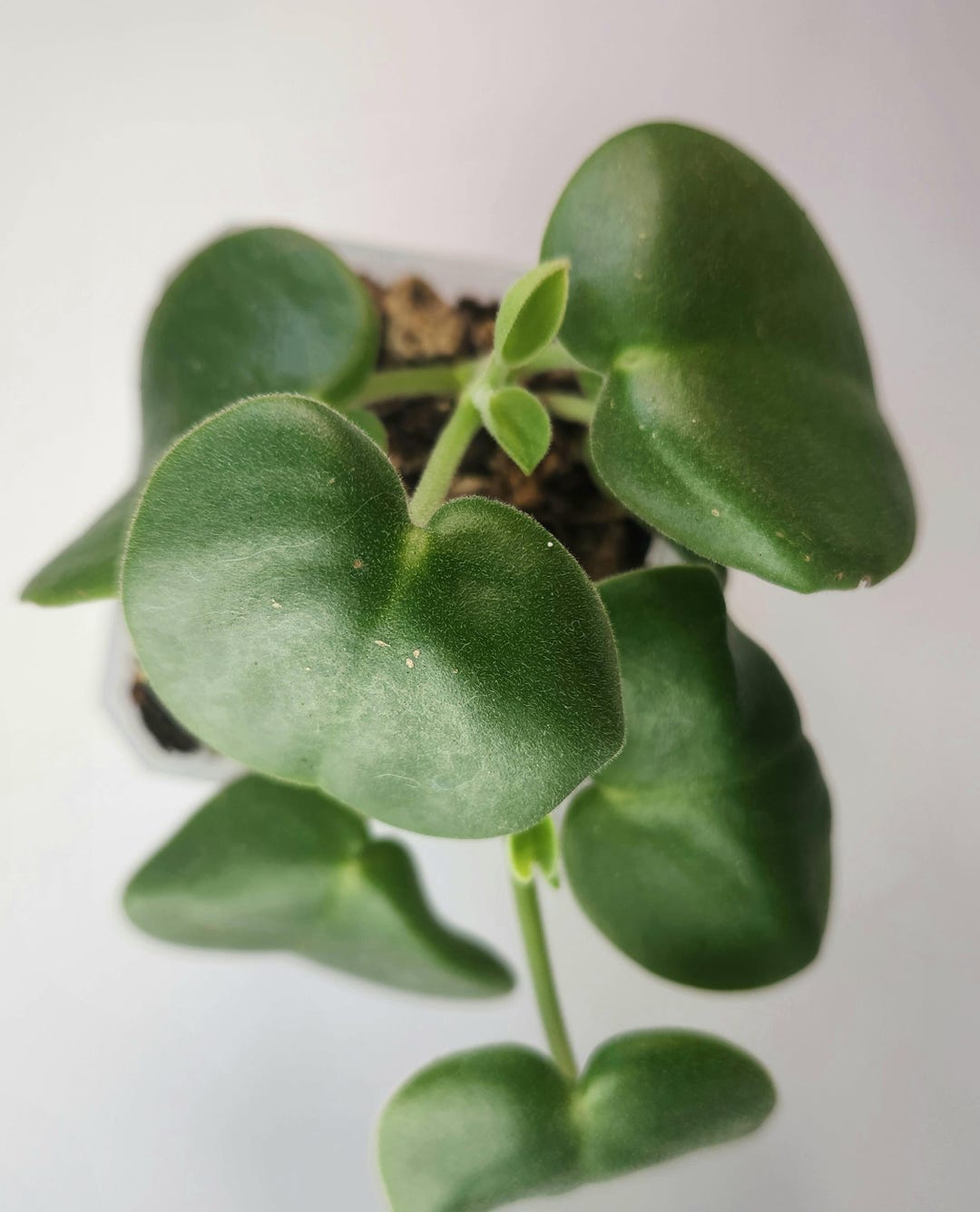 Peperomia Incana - Etsy