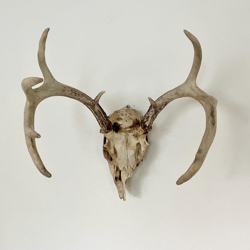 Skull With Antlers - Etsy