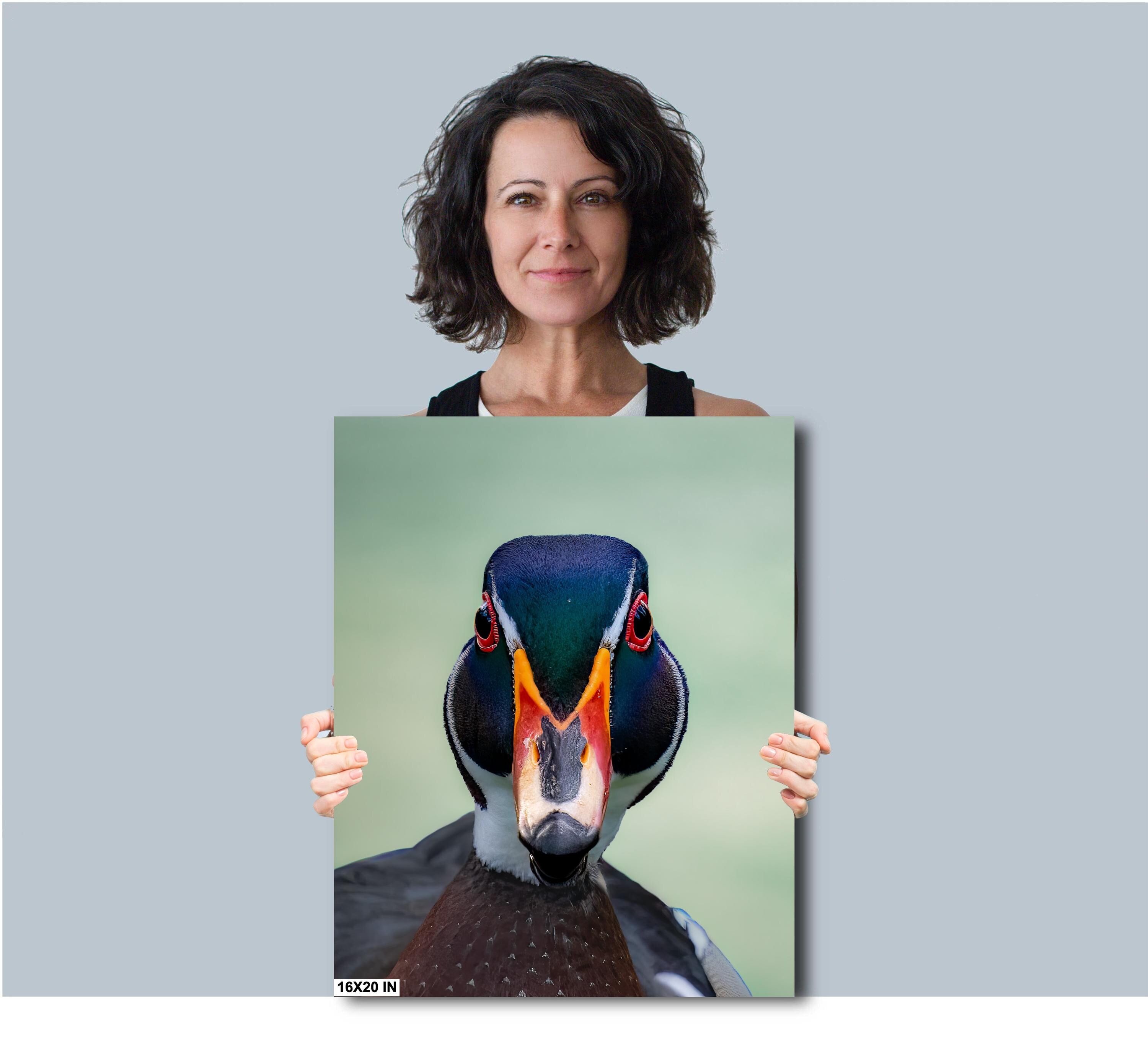 Wood Duck Portrait, Wildlife Photography Print, Bird Photography Print ...