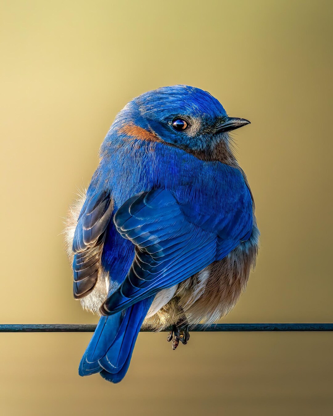 Eastern Bluebird, Wildlife Photography Print, Bird Photography Print ...