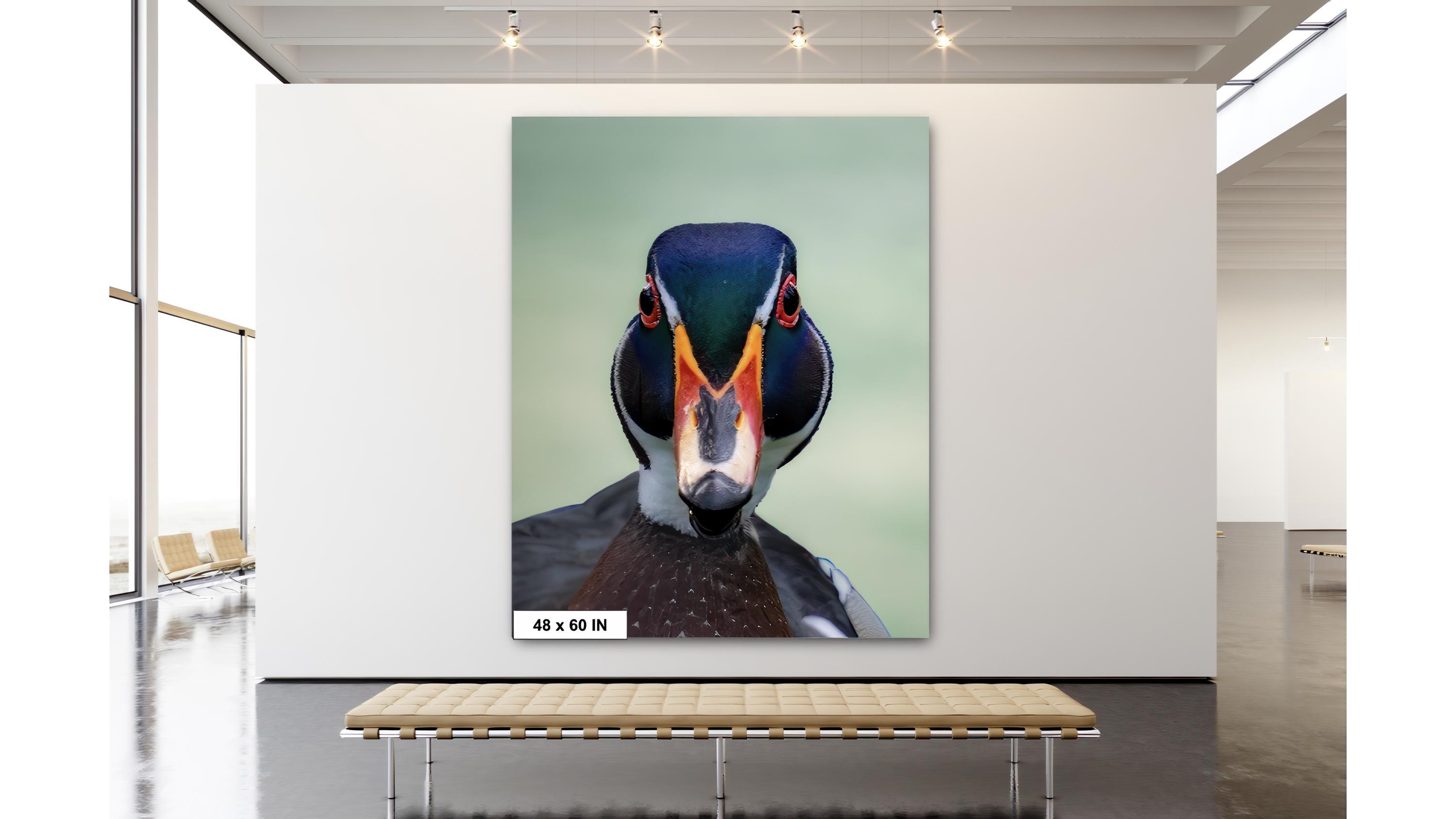 Wood Duck Portrait, Wildlife Photography Print, Bird Photography Print ...