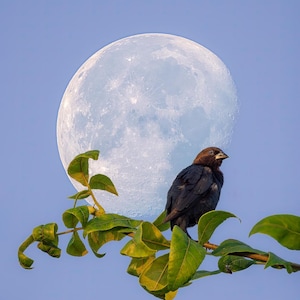Bird and Moon, Moon Photography Print, Bird Photography Print, Cow Moon ...