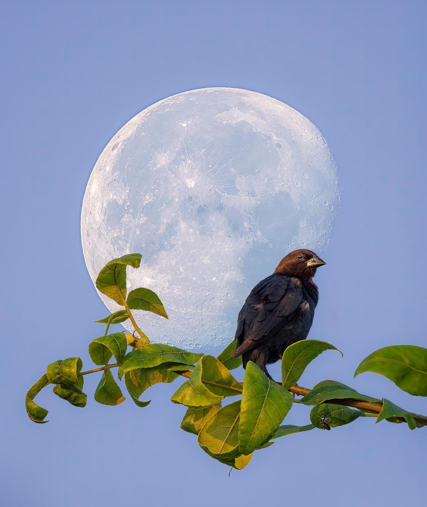 Bird and Moon, Moon Photography Print, Bird Photography Print, Cow Moon ...
