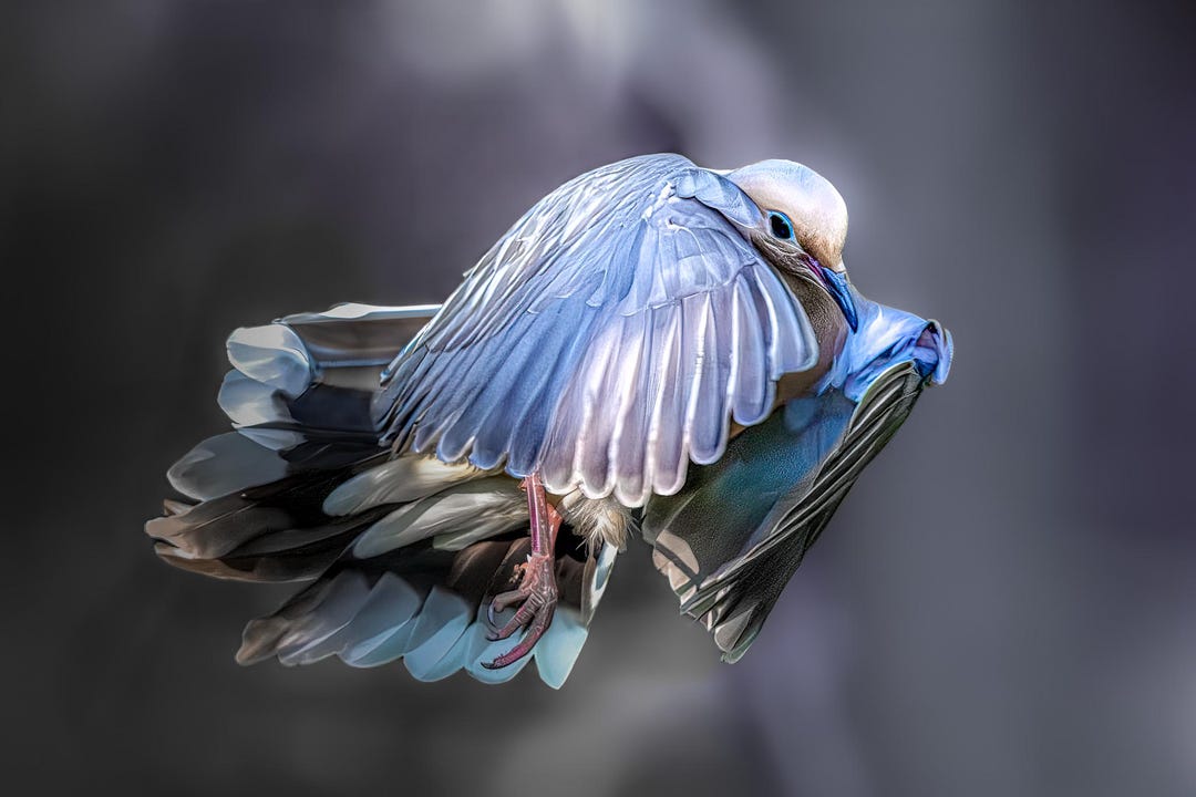 Morning Dove in Flight, Wildlife Photography Print, Bird Photography ...