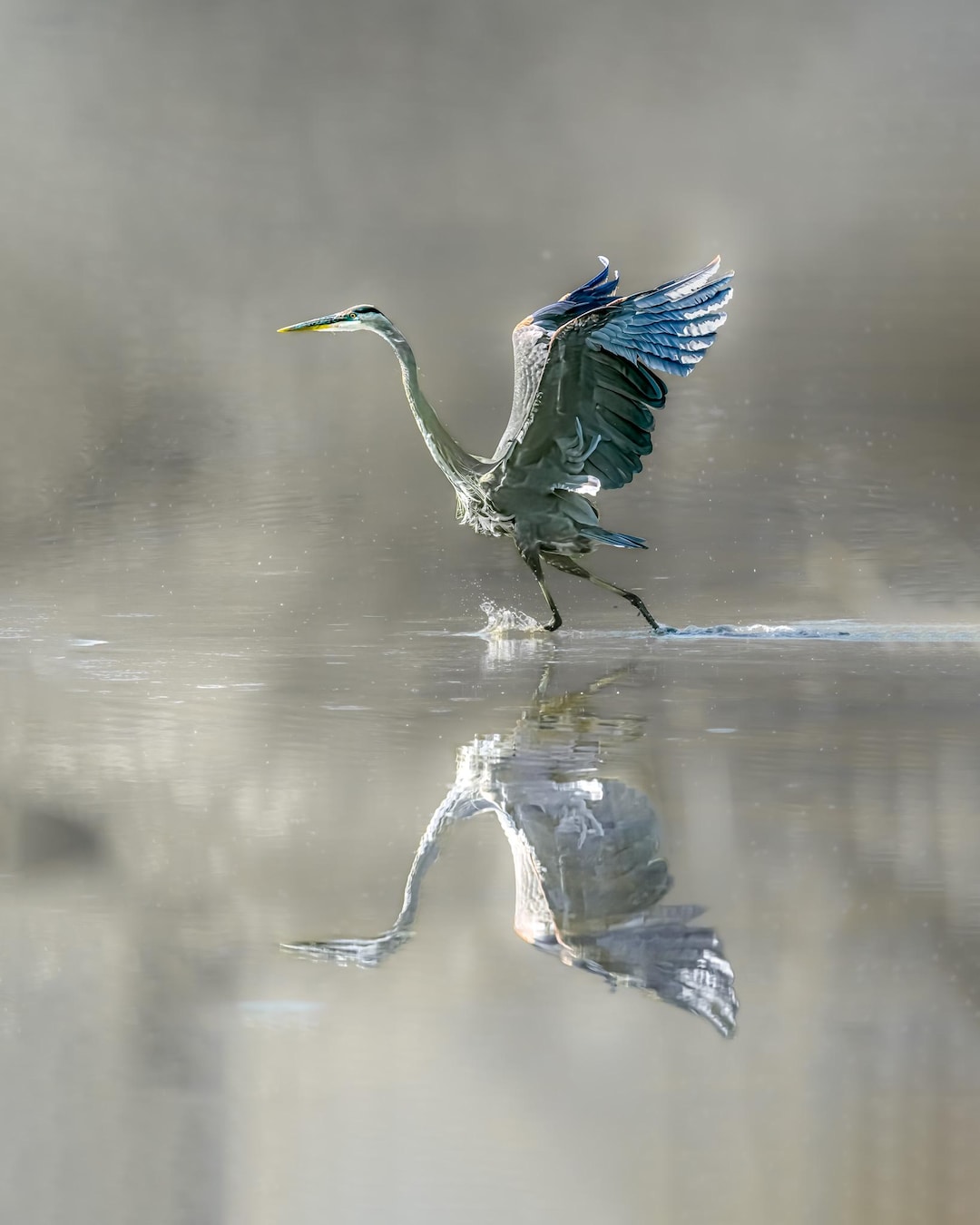 Great Blue Heron, Wildlife Photography Print, Bird Photography Print ...
