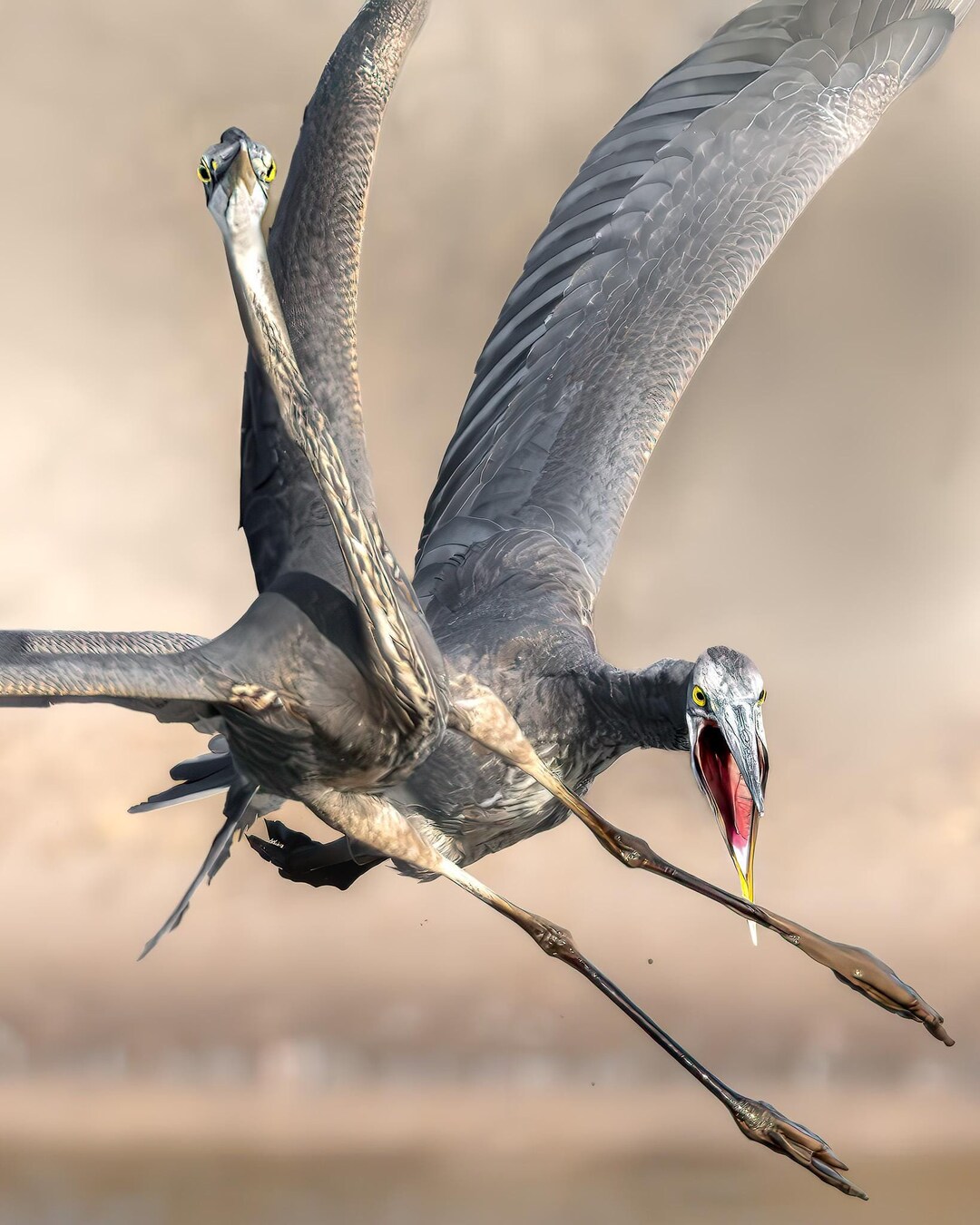 Great Blue Herons in Flight, Wildlife Photography Print, Bird ...