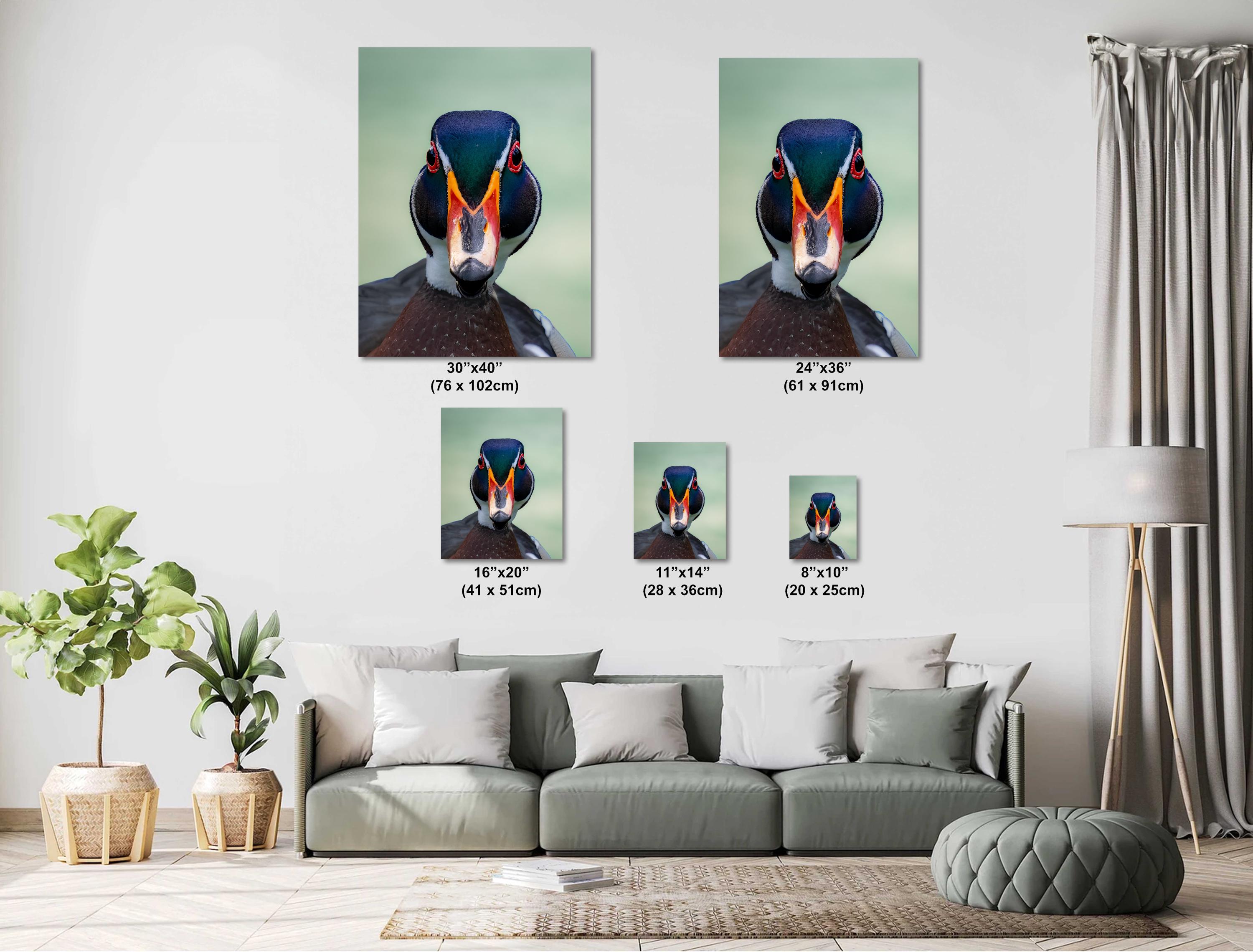 Wood Duck Portrait, Wildlife Photography Print, Bird Photography Print ...