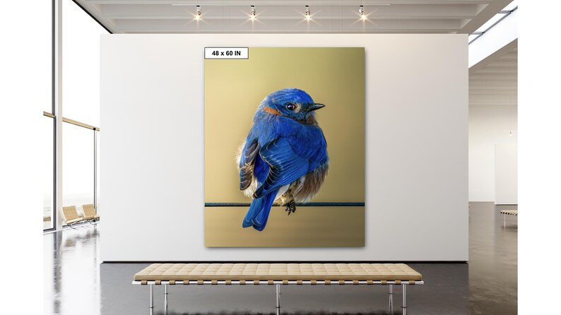 Eastern Bluebird, Wildlife Photography Print, Bird Photography Print ...